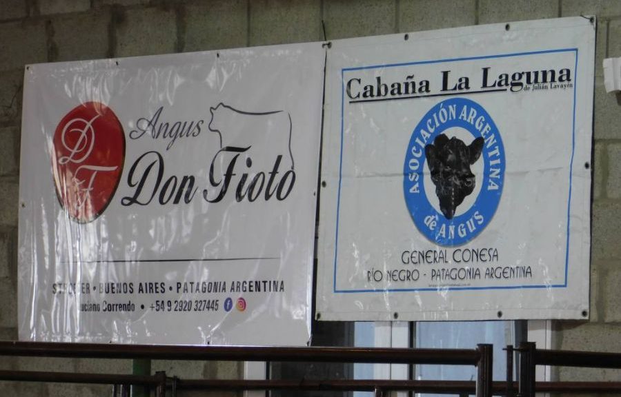 Genética patagónica de la mano de Don Fioto y La Laguna – Infosudoeste