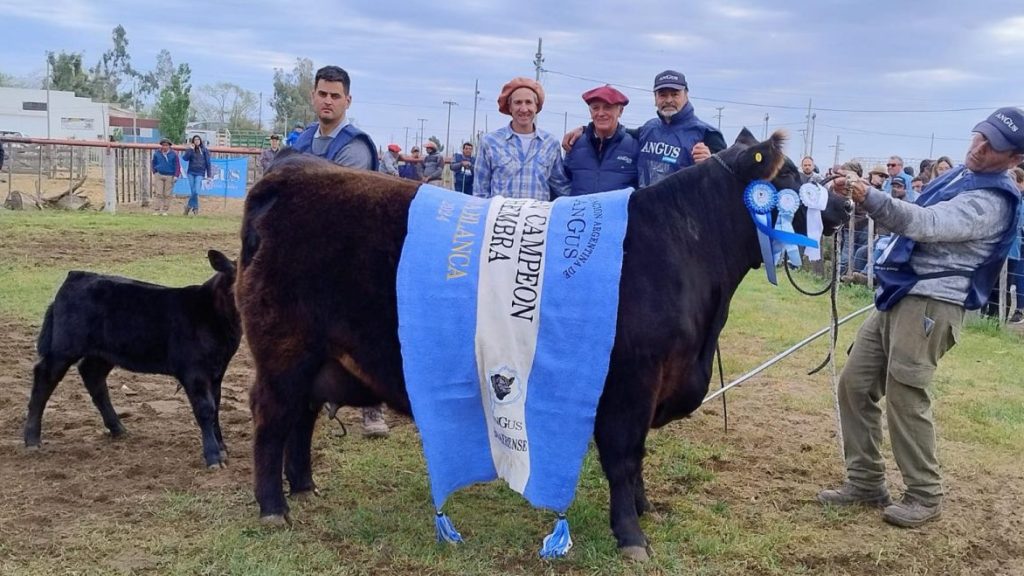 En Bahía Blanca el Angus, en su punto más alto – Infosudoeste